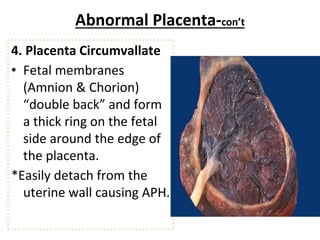 Placenta at term, abnormal placenta and functions of placenta | PDF