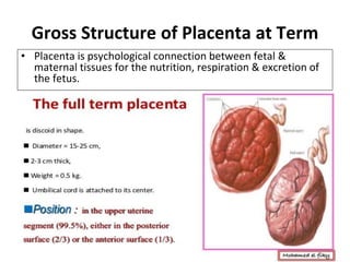 Placenta at term, abnormal placenta and functions of placenta | PDF
