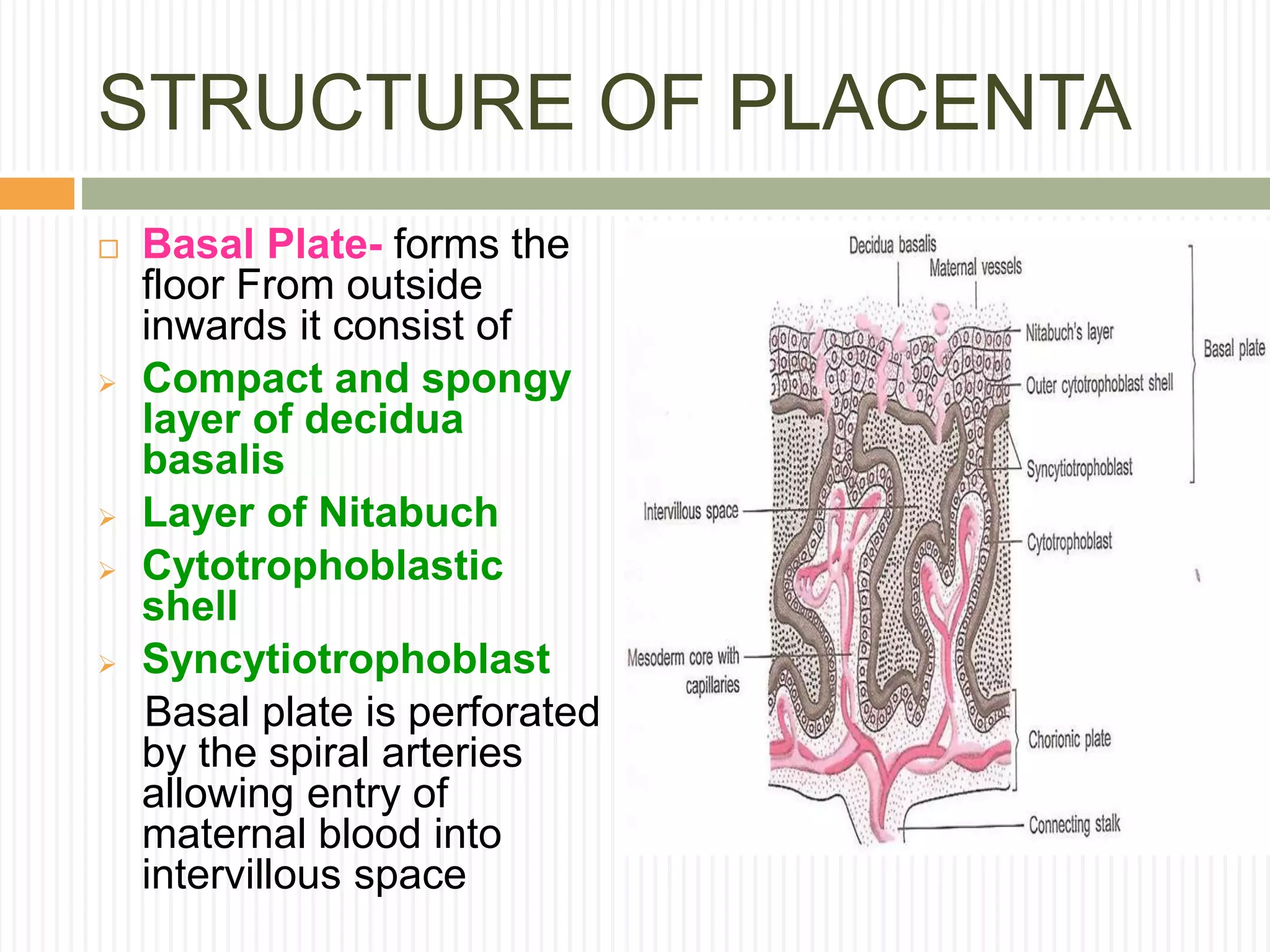 Placenta | PPTX