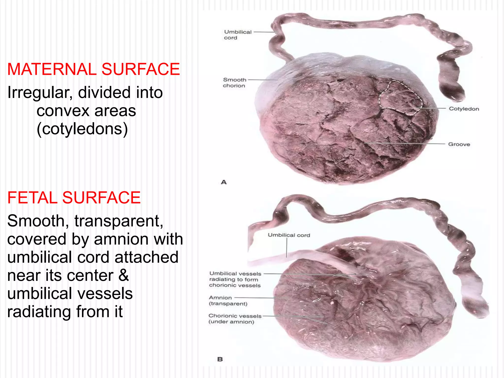 Placenta | PPTX