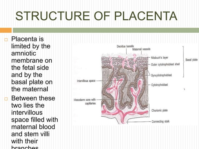 Placenta | PPTX | Pregnancy | Reproductive Health