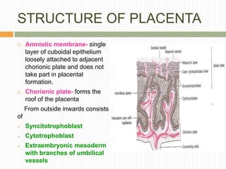 Normal Placenta Diagram