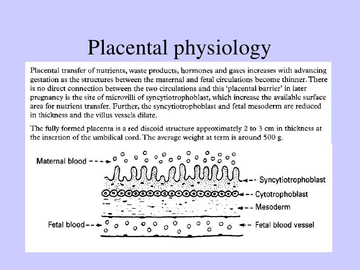 Placental
