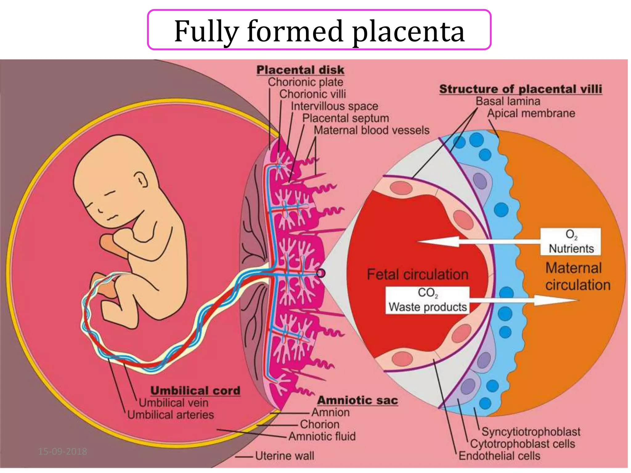 Placental anatomy and its functions | PPTX