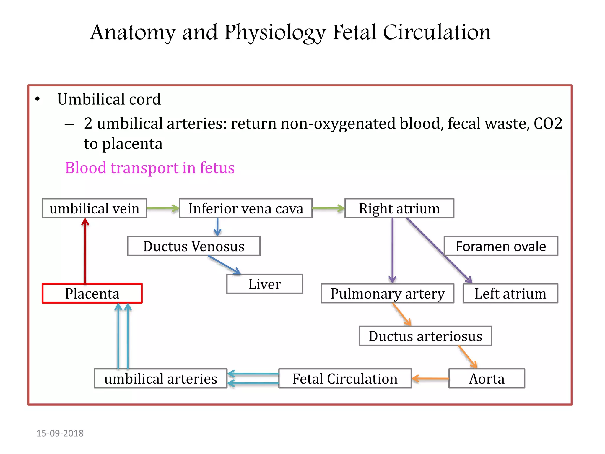 Placental anatomy and its functions | PPTX
