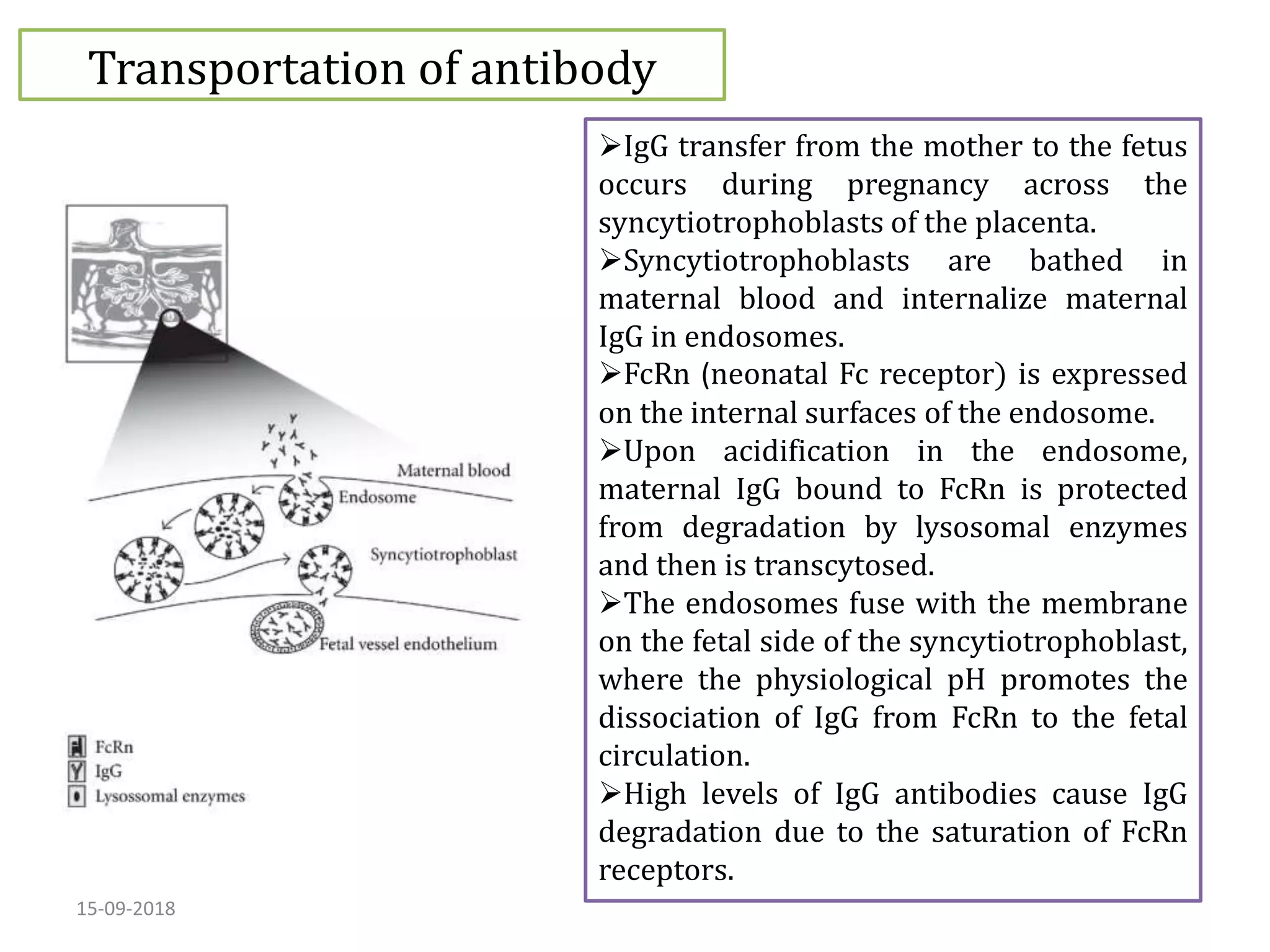 Placental anatomy and its functions | PPTX