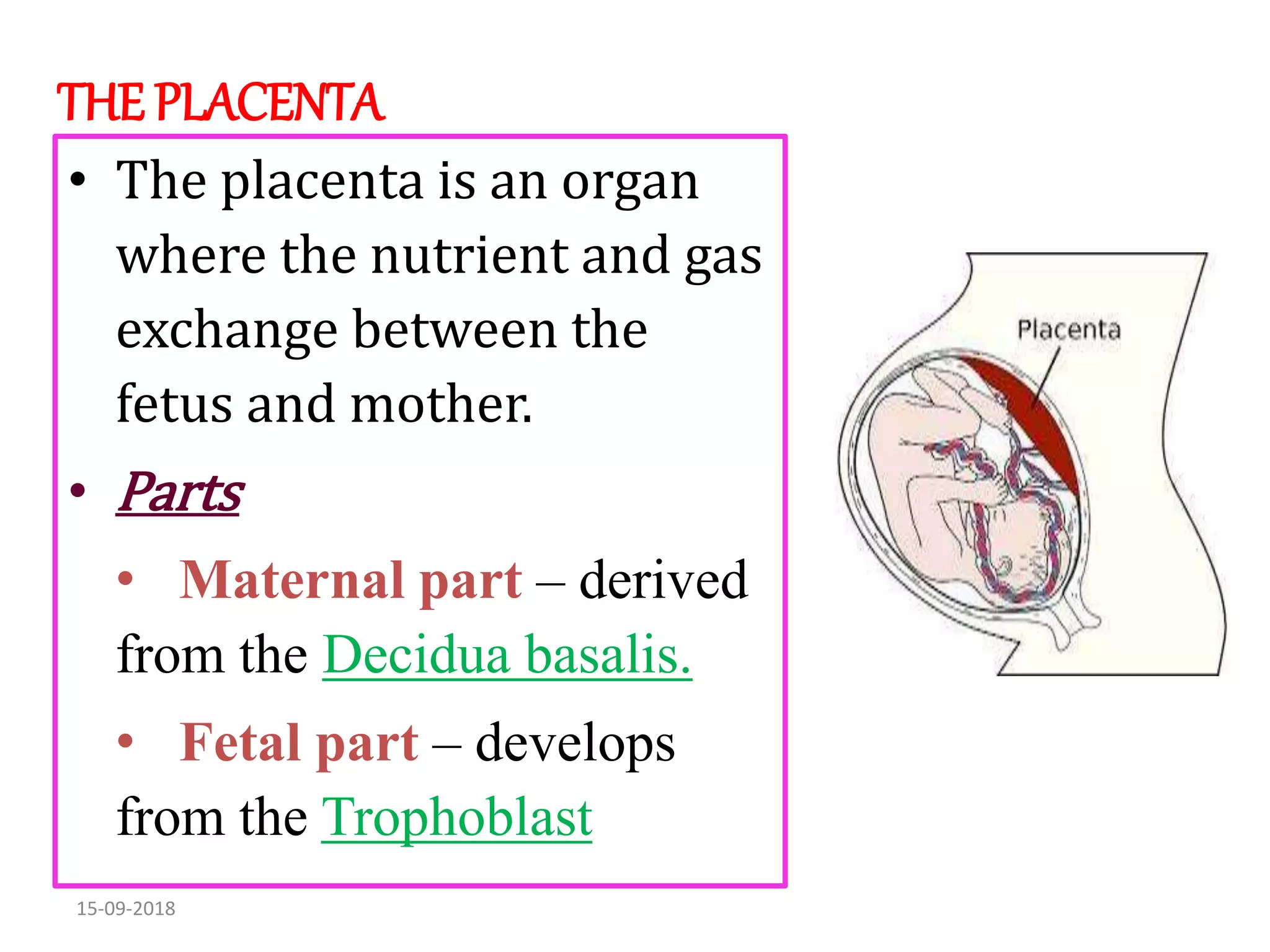 Placental anatomy and its functions | PPTX