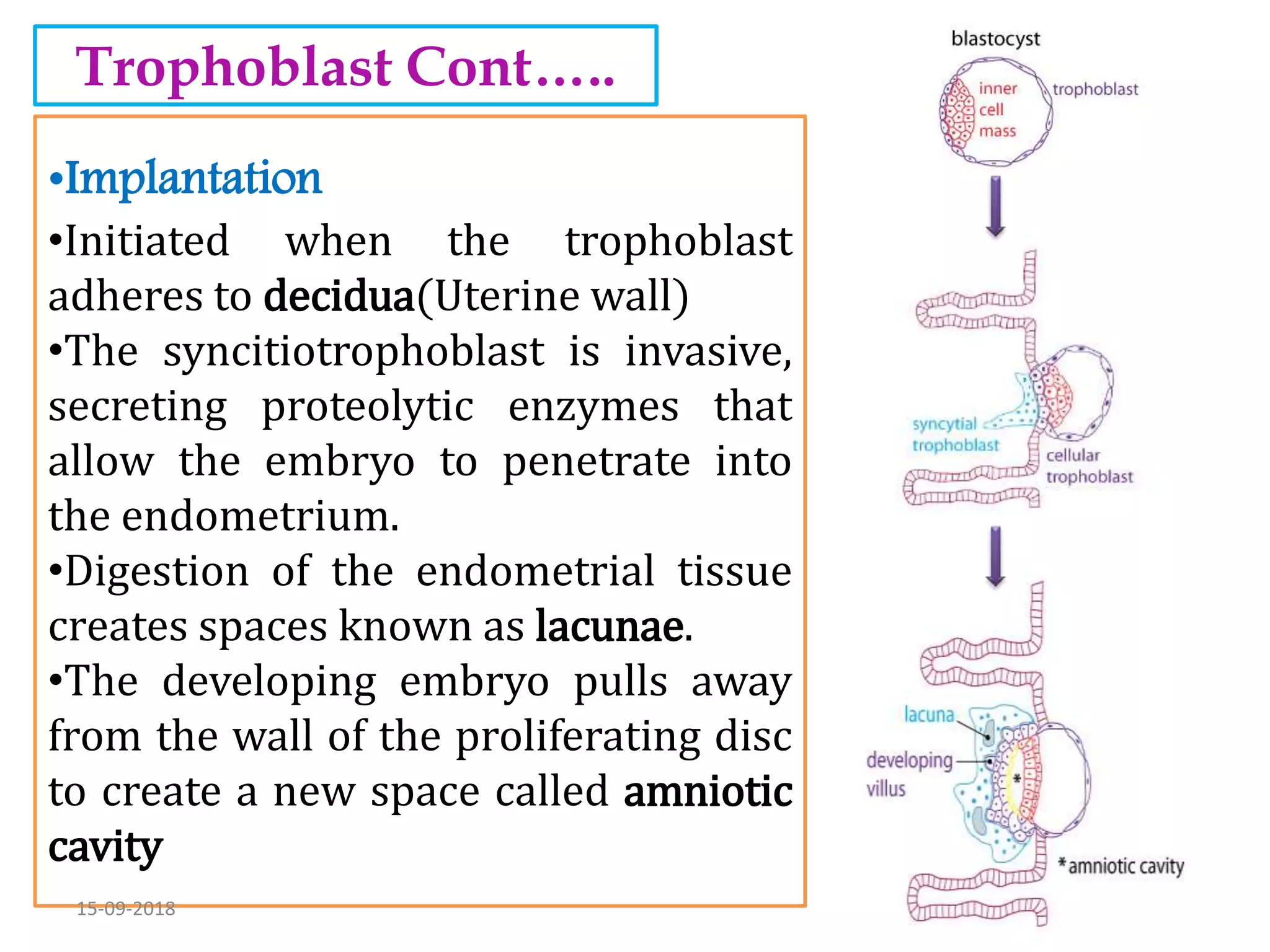 Placental anatomy and its functions | PPTX