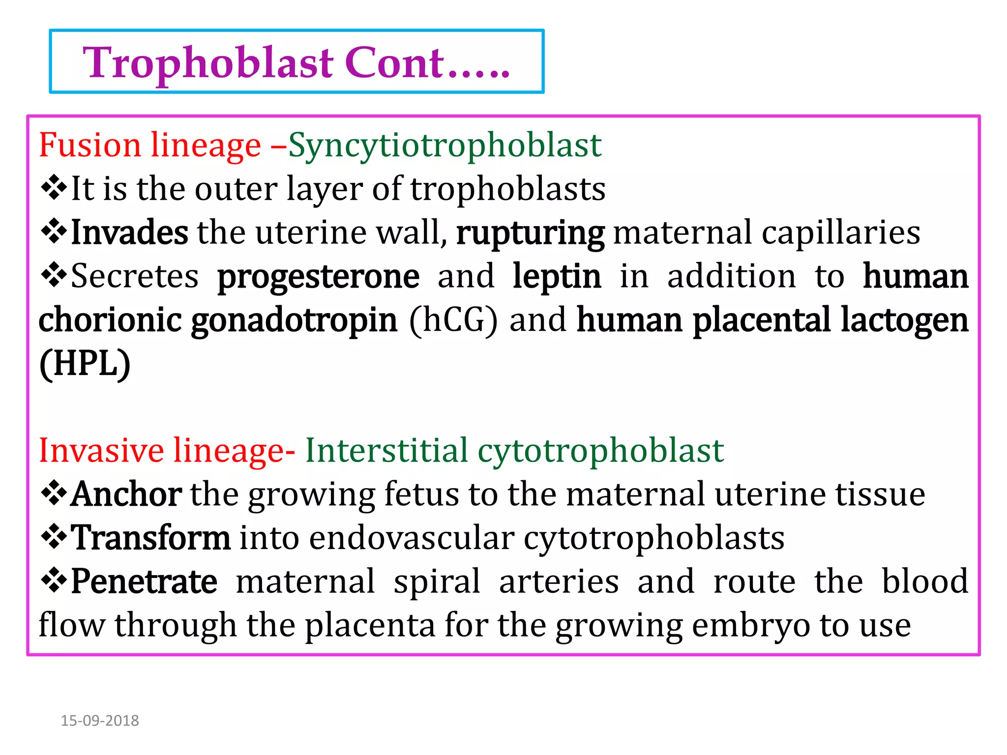 Placental anatomy and its functions | PPTX