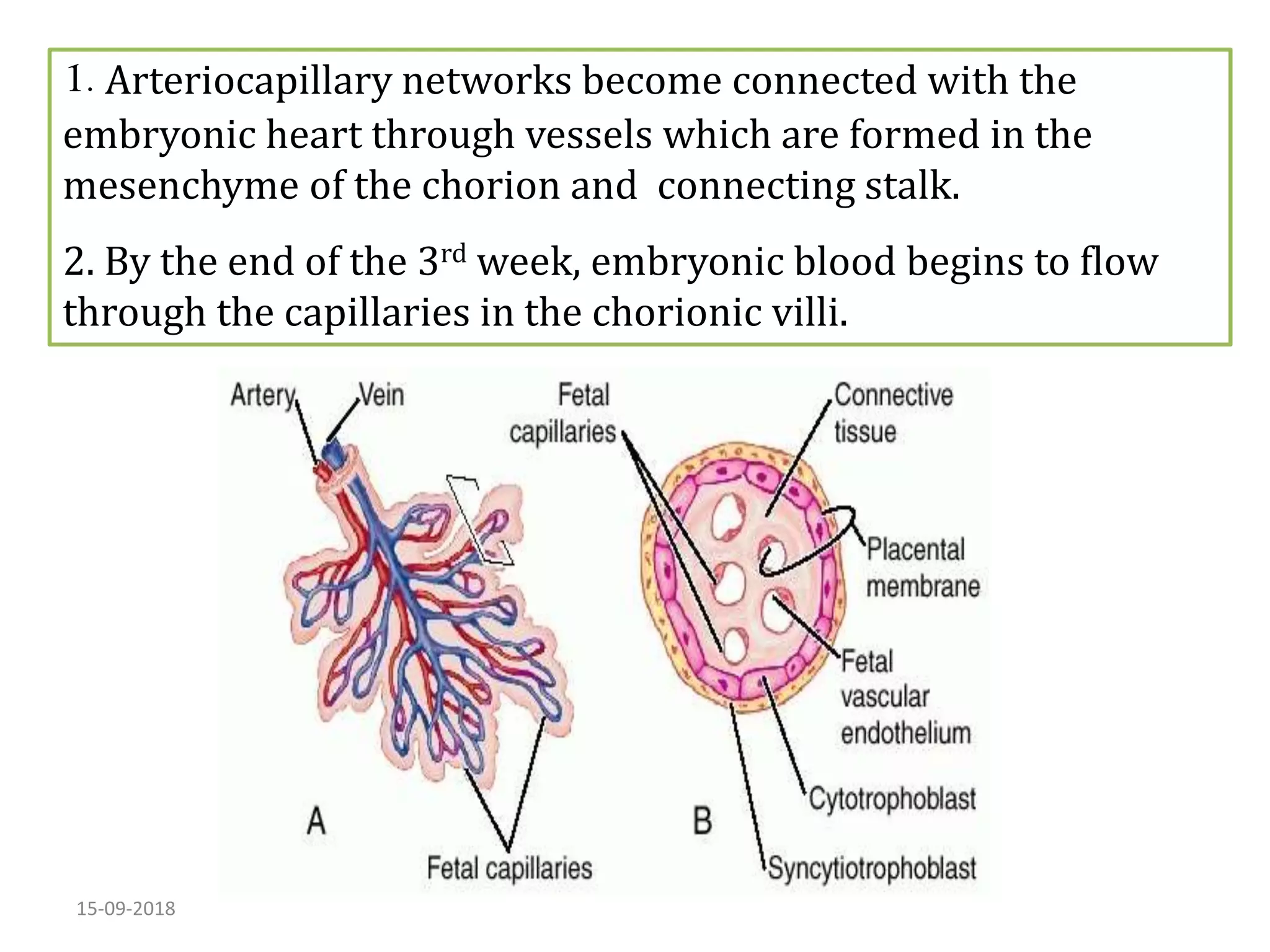 Placental anatomy and its functions | PPTX