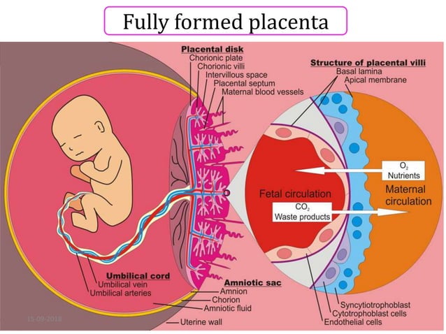 Placental anatomy and its functions | PPTX
