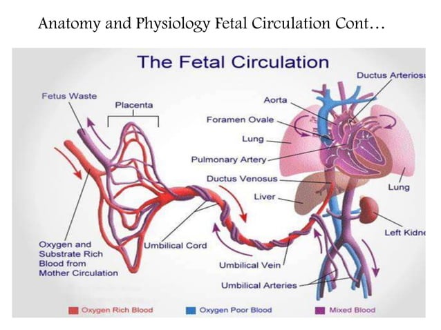 Placental anatomy and its functions | PPTX