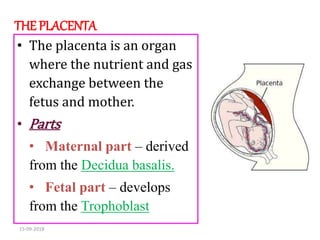 Placental anatomy and its functions | PPTX