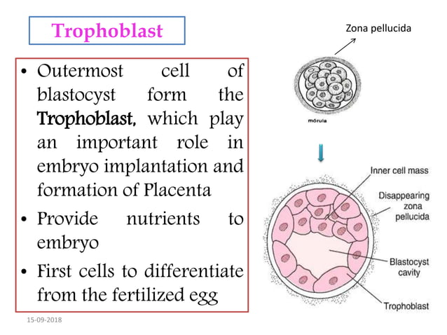 Placental anatomy and its functions | PPTX