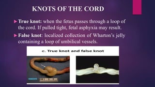 Placental and cord abnormalities | PPTX