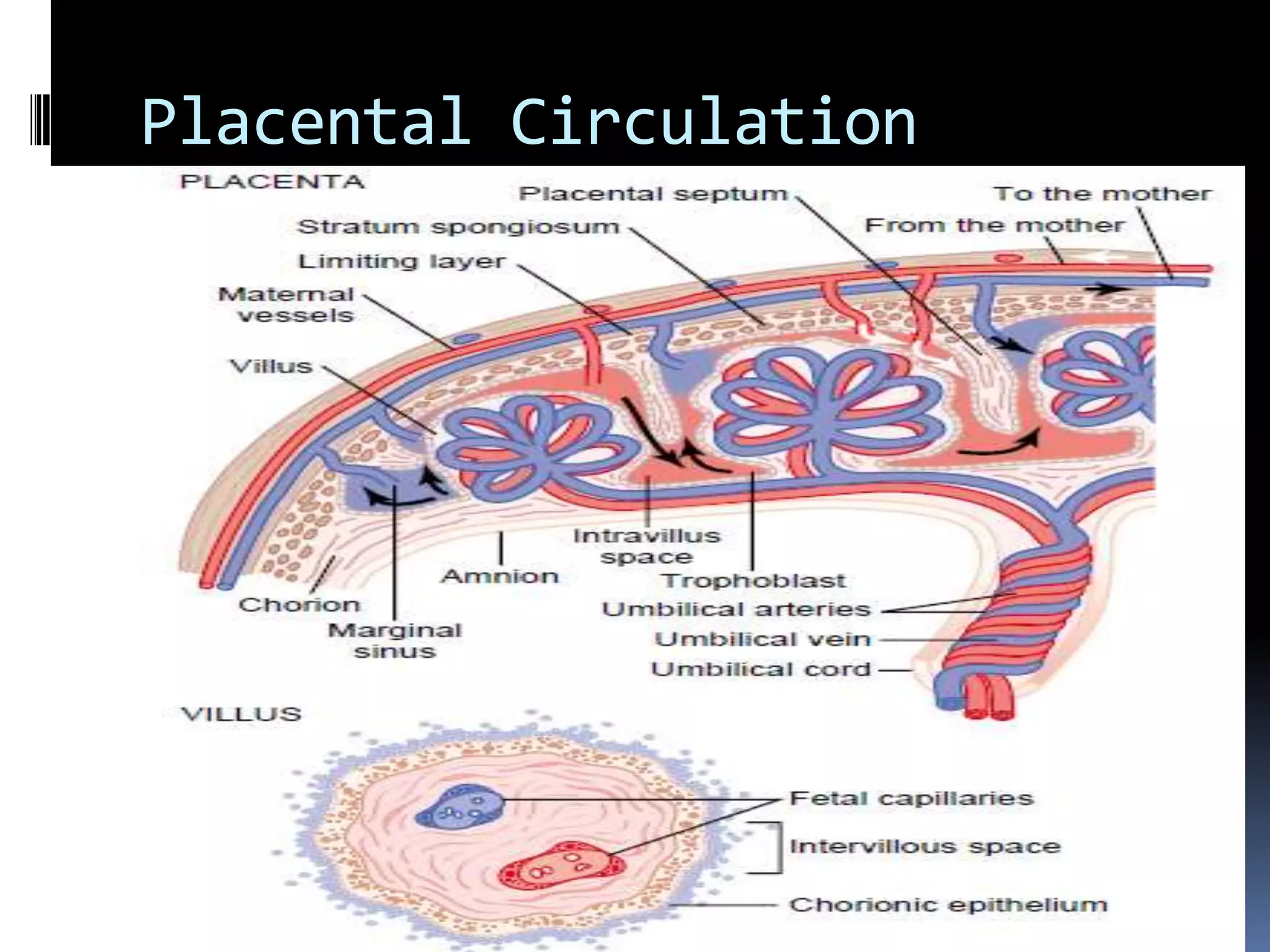 Placental blood barrier | PPTX