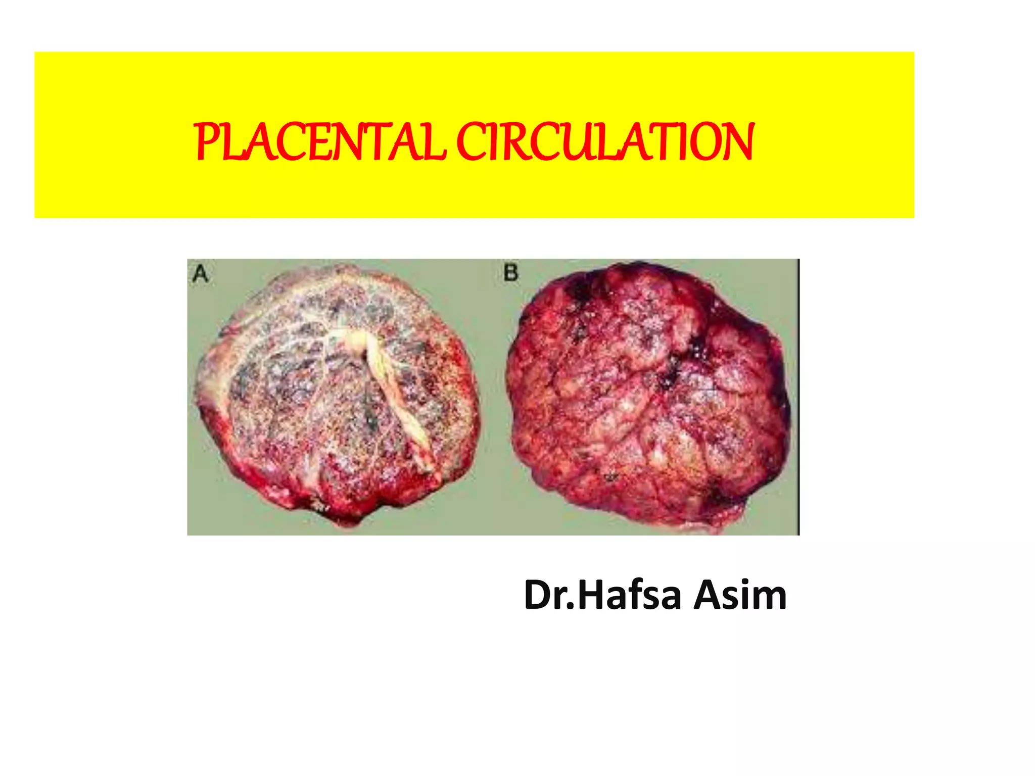 Placental circulation | PPTX
