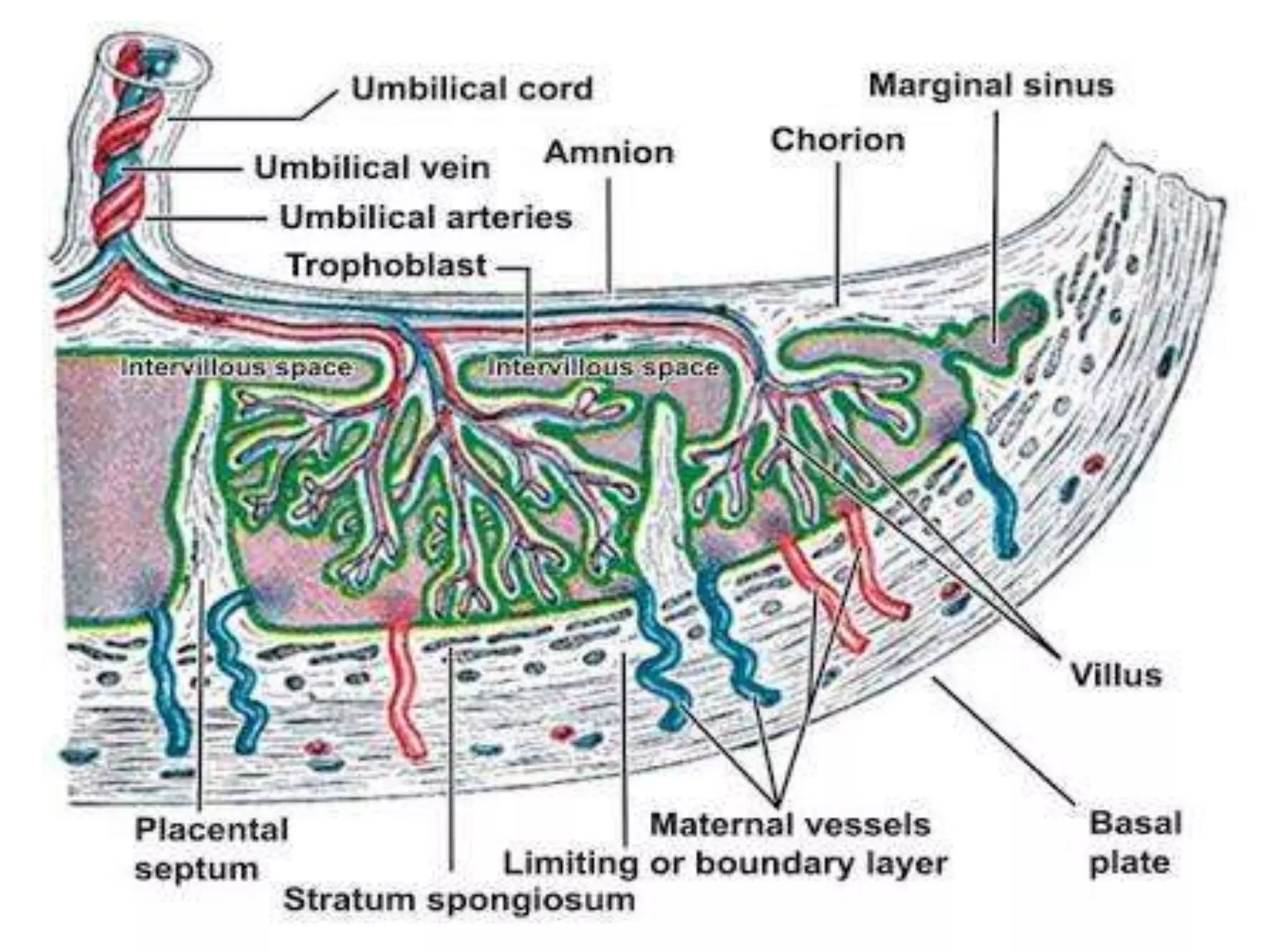 Placental circulation | PPTX