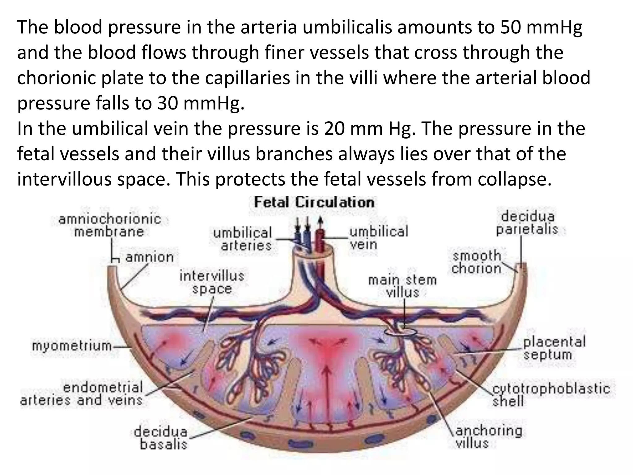 Placental circulation | PPTX