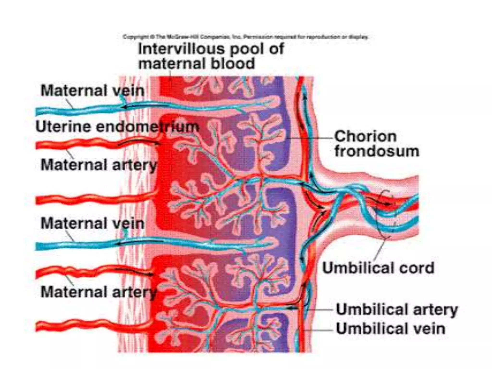 Placental circulation | PPTX