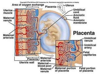 Placental circulation | PPTX