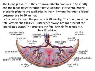 Placental circulation | PPTX