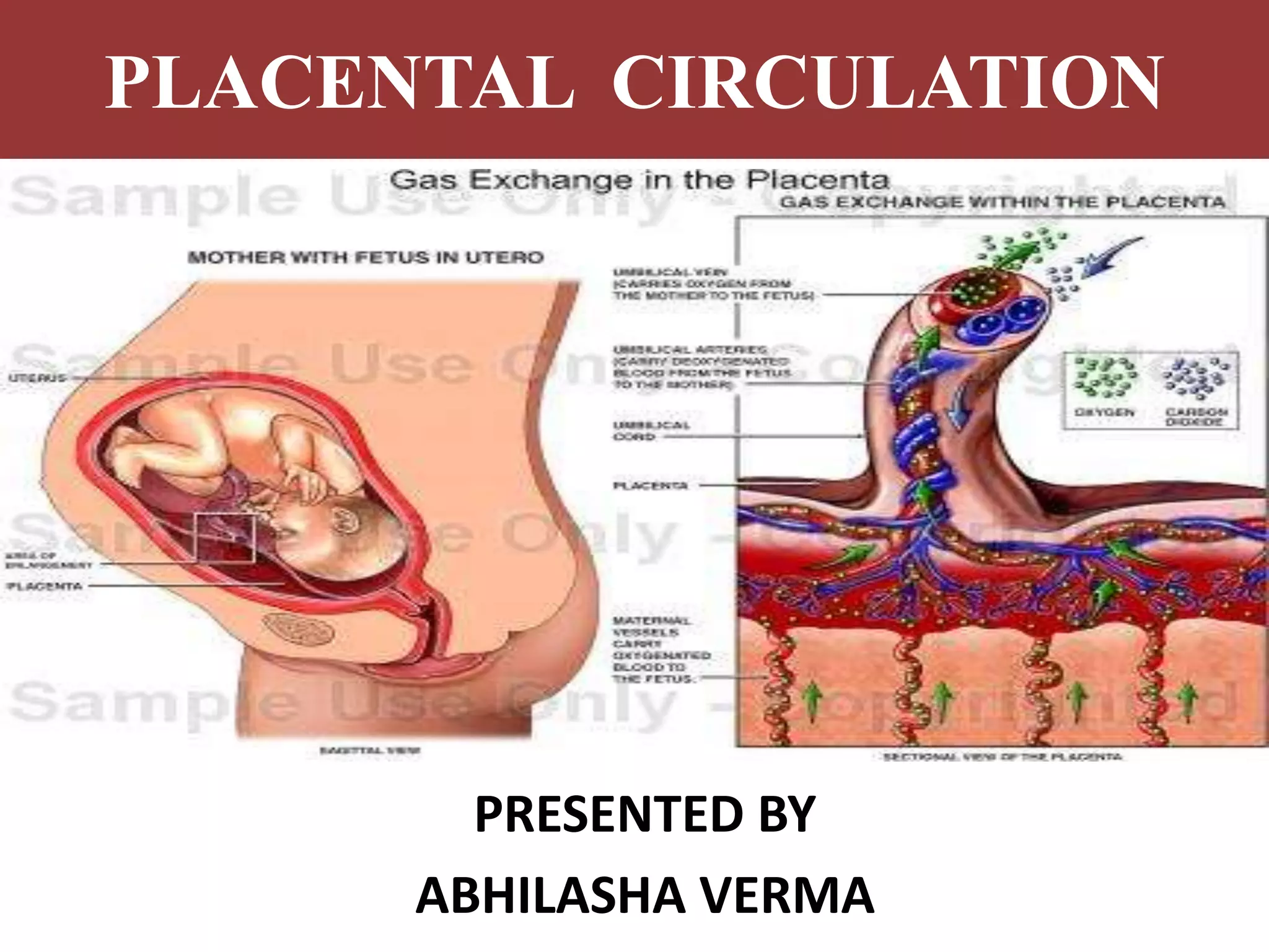 Placental circulation | PPTX