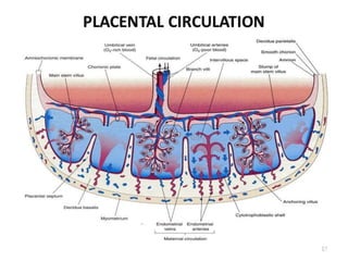 Placental circulation | PPTX