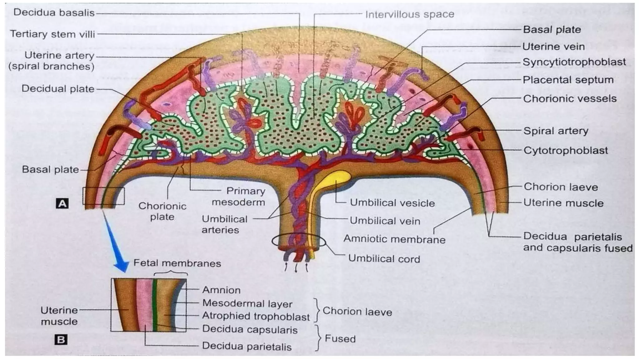 Placental development | PPTX