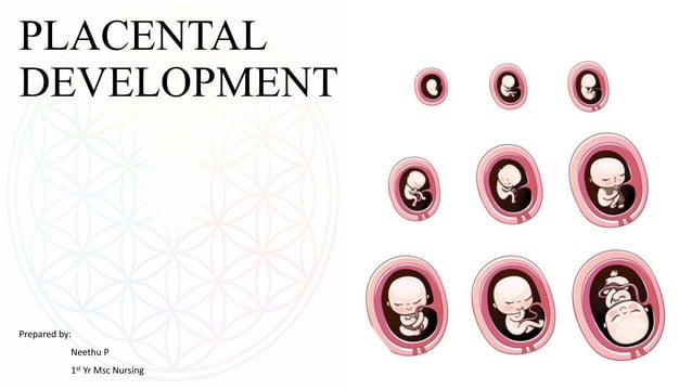 Placental development | PPTX
