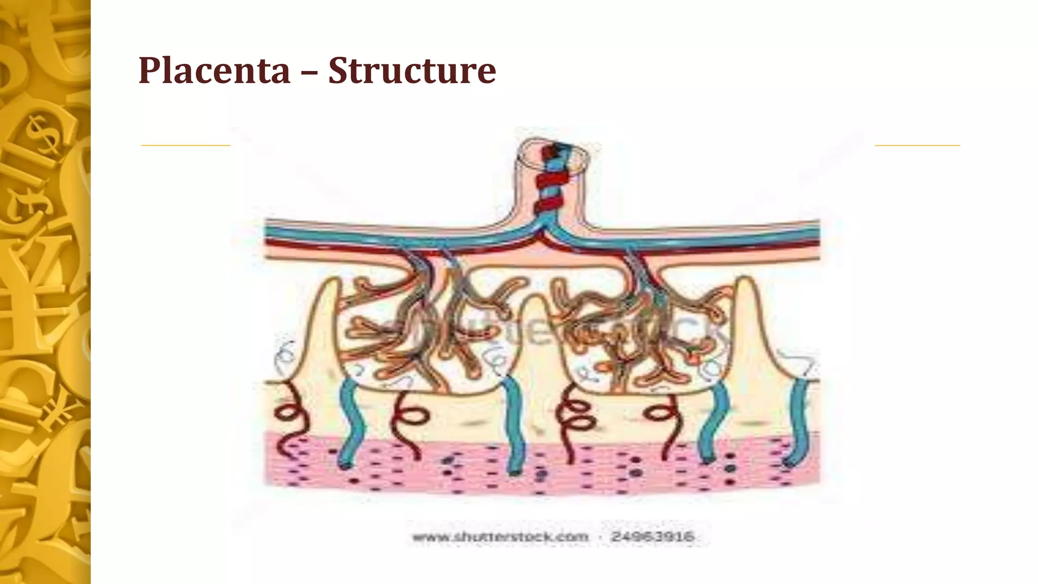Placental development | PPTX