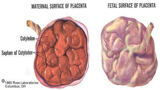 Placental Development