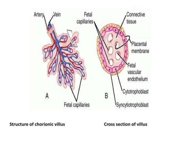 Placental_Drug_transfer.ppt | Pregnancy | Reproductive Health