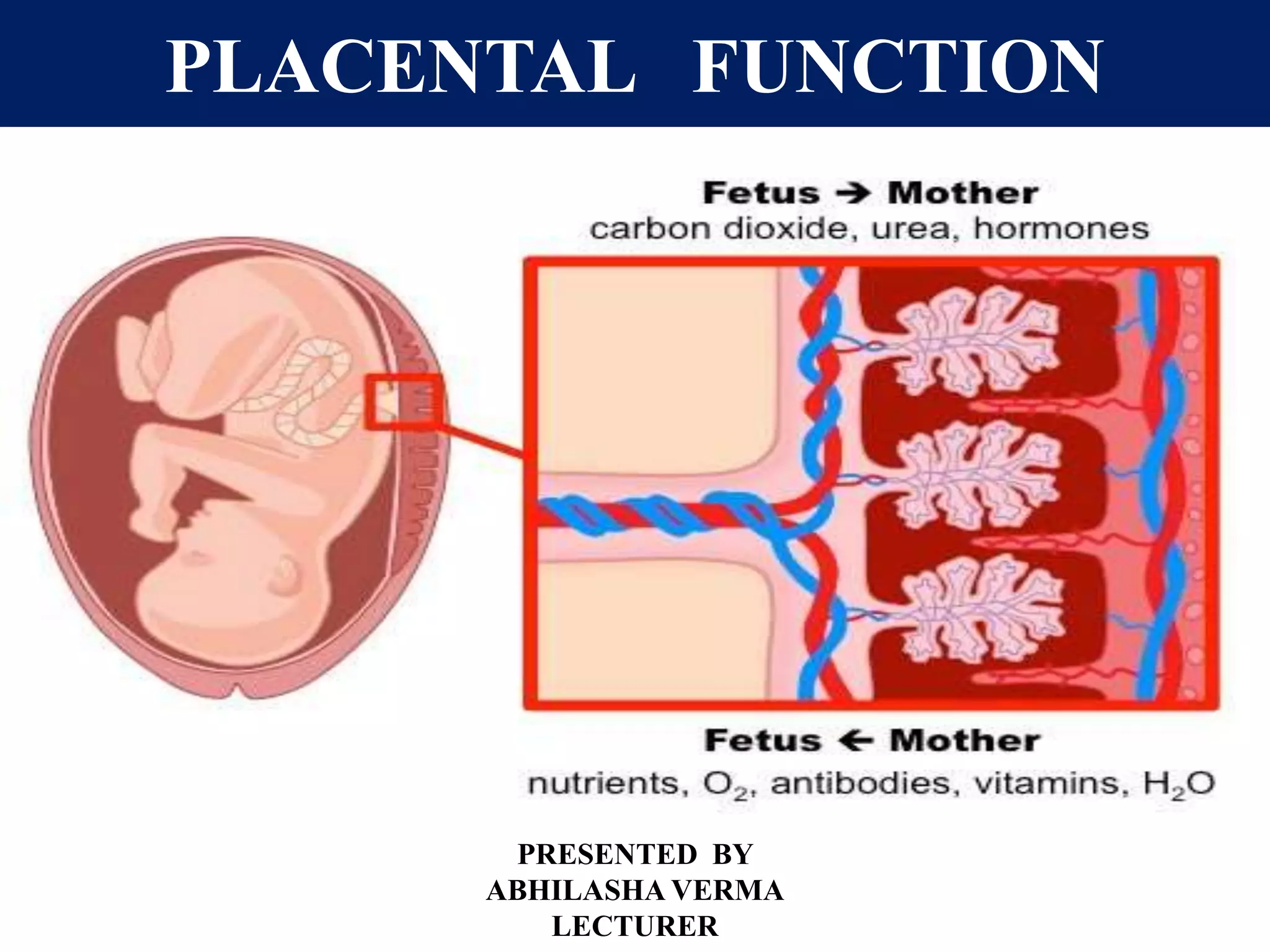 Placental function | PPTX