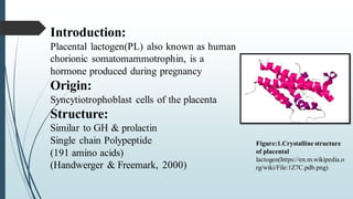 Placental Lactogen Hormone.pdf
