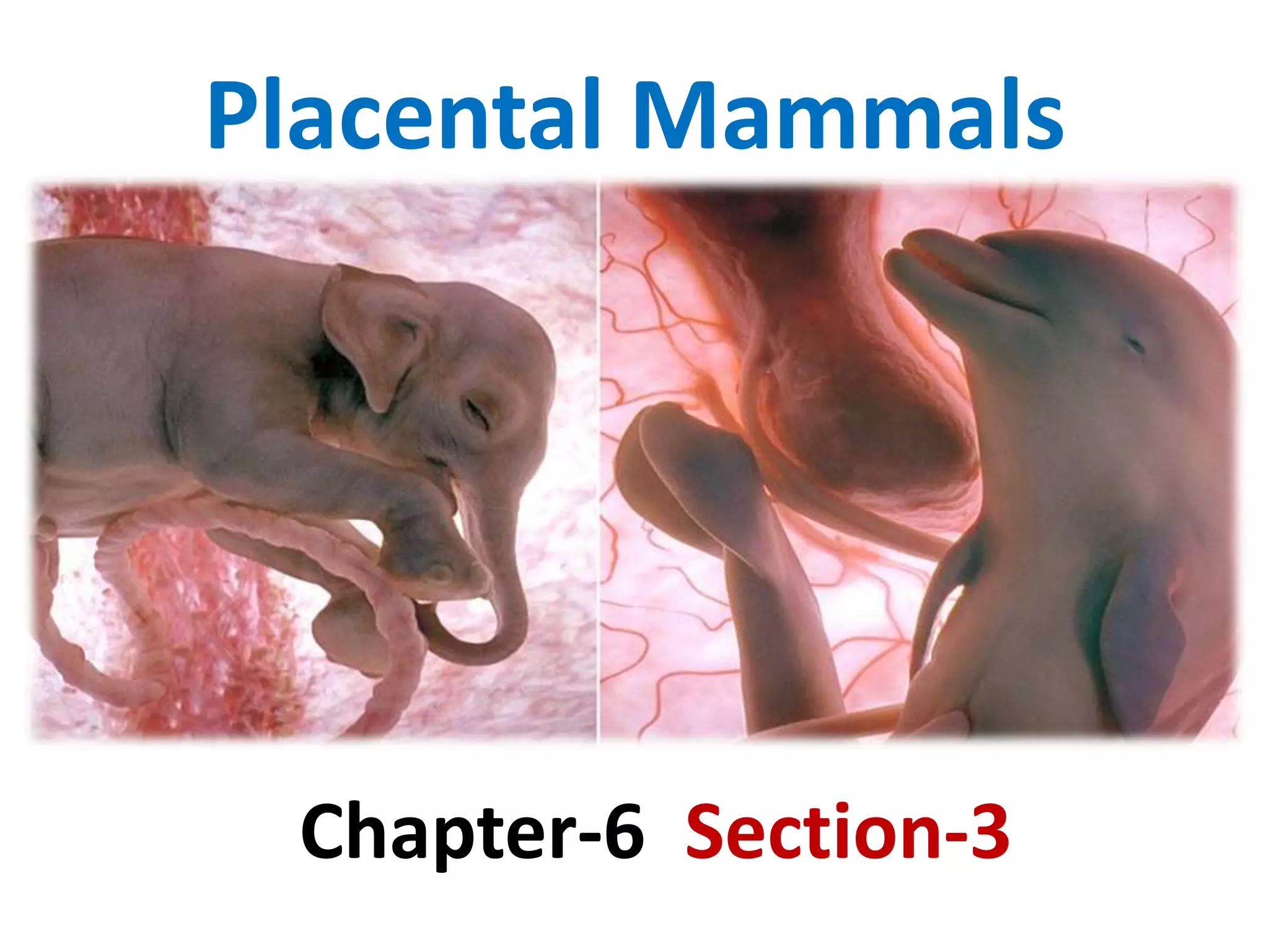 Placental mammals | PPTX