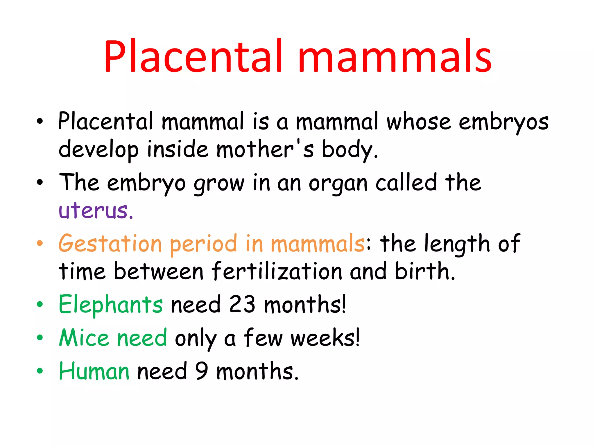 Placental mammals | PPTX