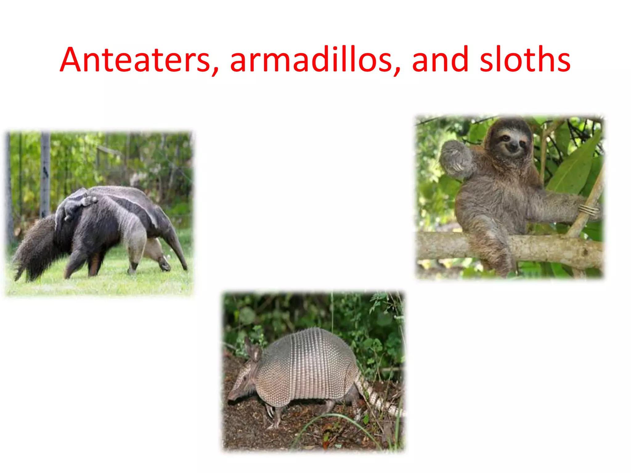 Placental mammals | PPTX