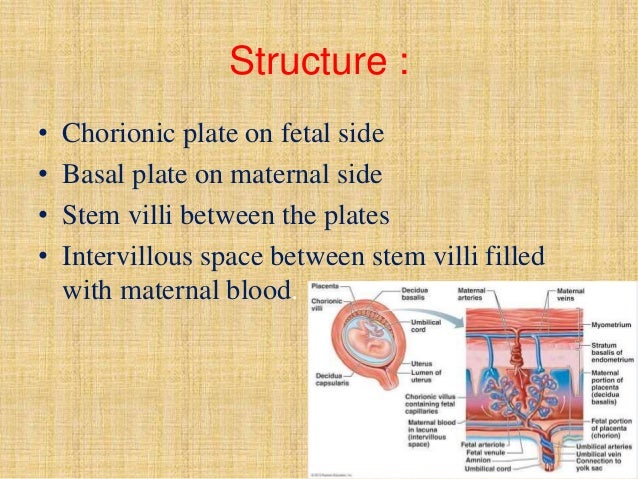 Chorionic Plate