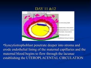 Developmental stages of placenta in early stages of pregnancy | PPT