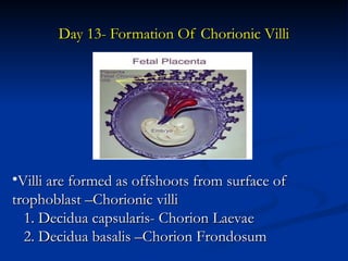 Developmental stages of placenta in early stages of pregnancy | PPT