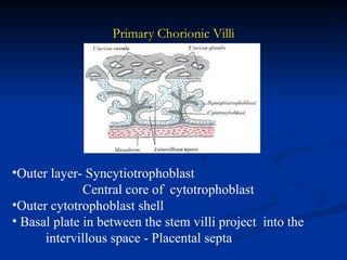 Developmental stages of placenta in early stages of pregnancy | PPT