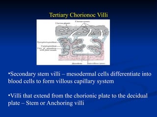 Developmental stages of placenta in early stages of pregnancy | PPT
