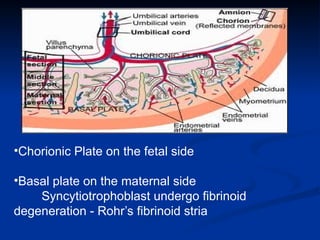 Developmental stages of placenta in early stages of pregnancy | PPT