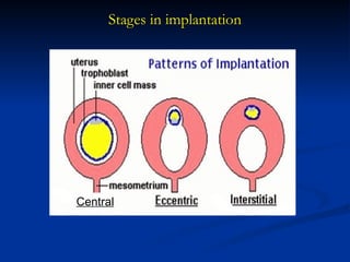 Developmental stages of placenta in early stages of pregnancy | PPT