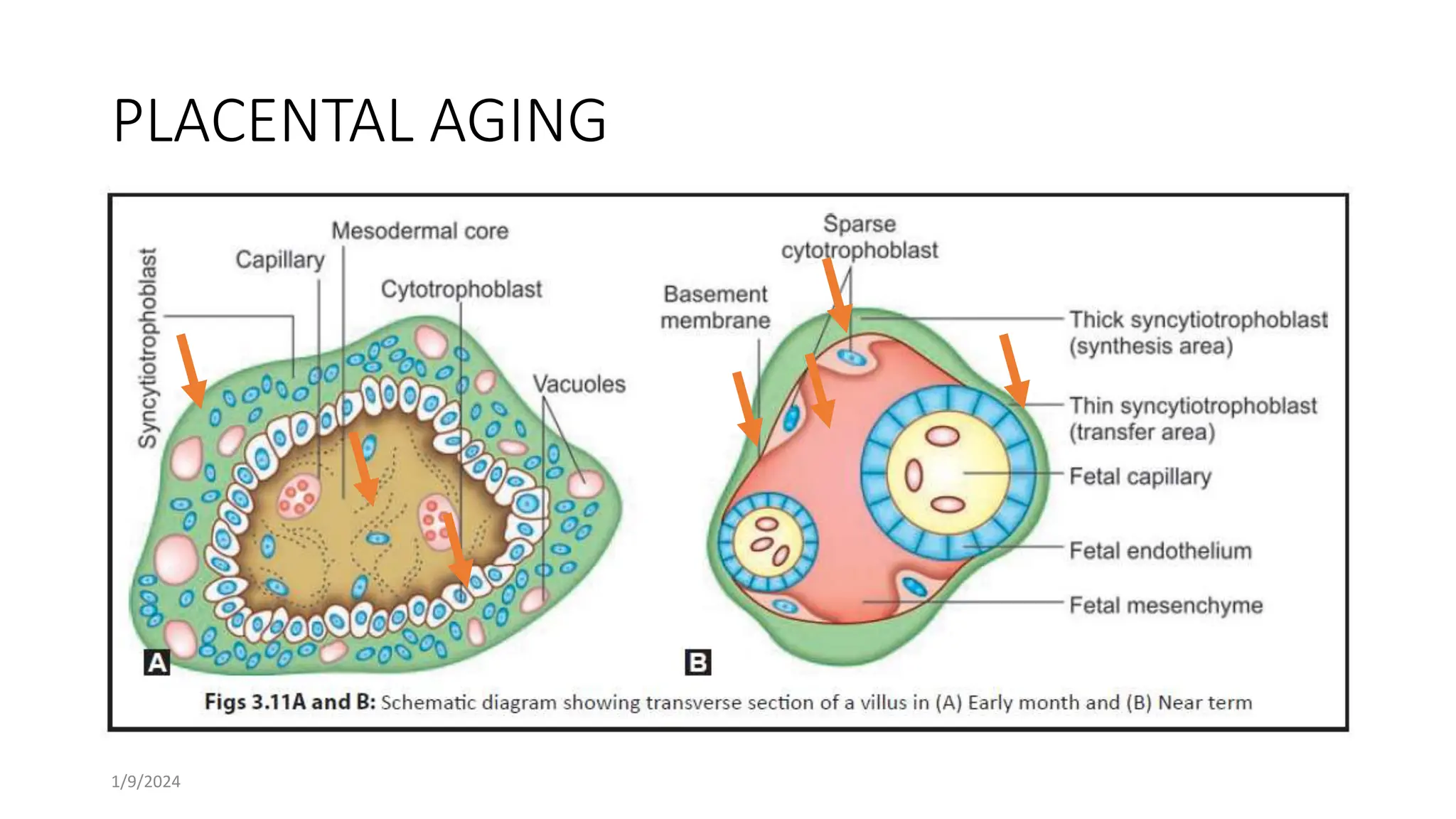 PLACENTA & MEMBRANES.pptx