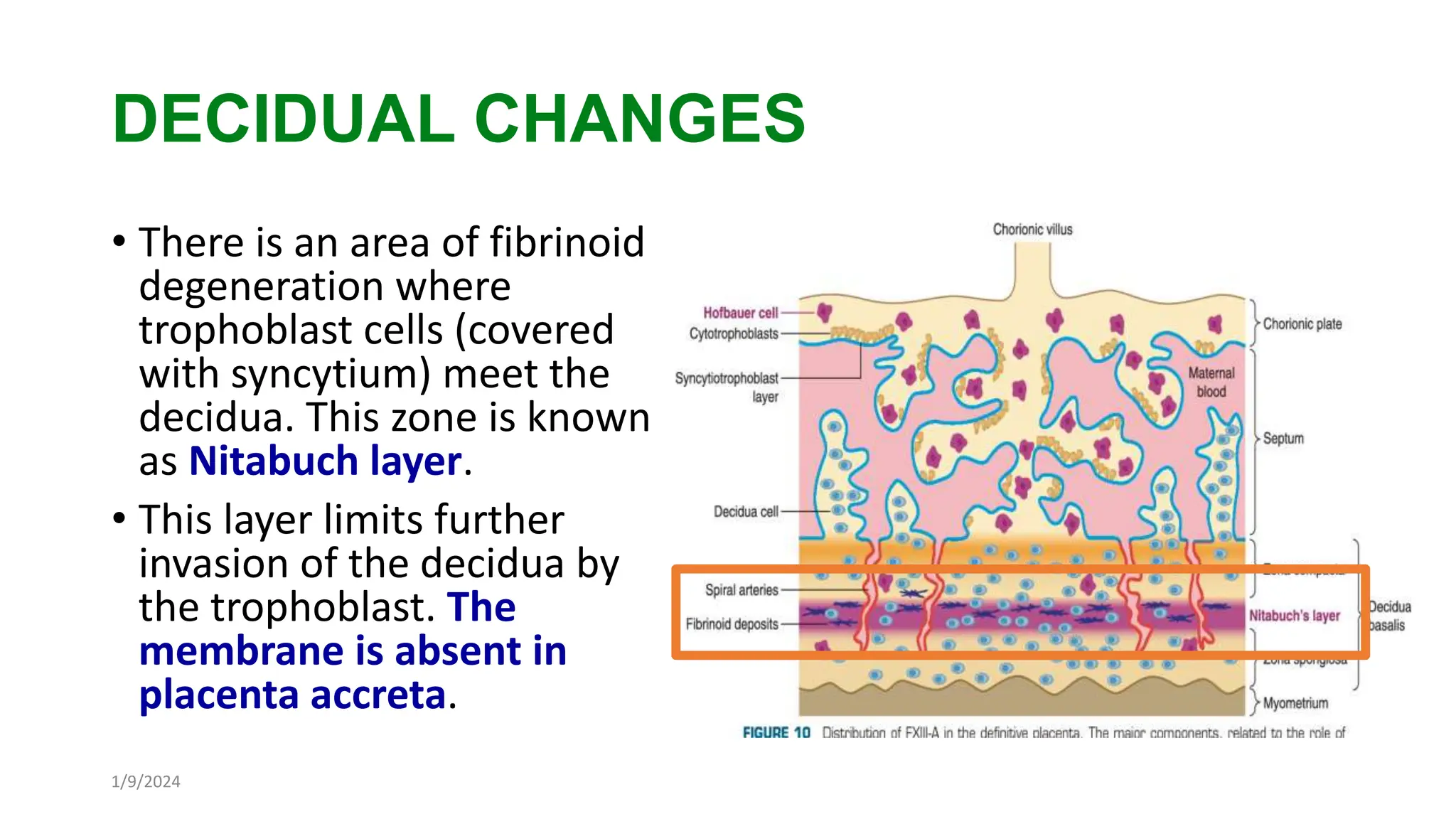 PLACENTA & MEMBRANES.pptx