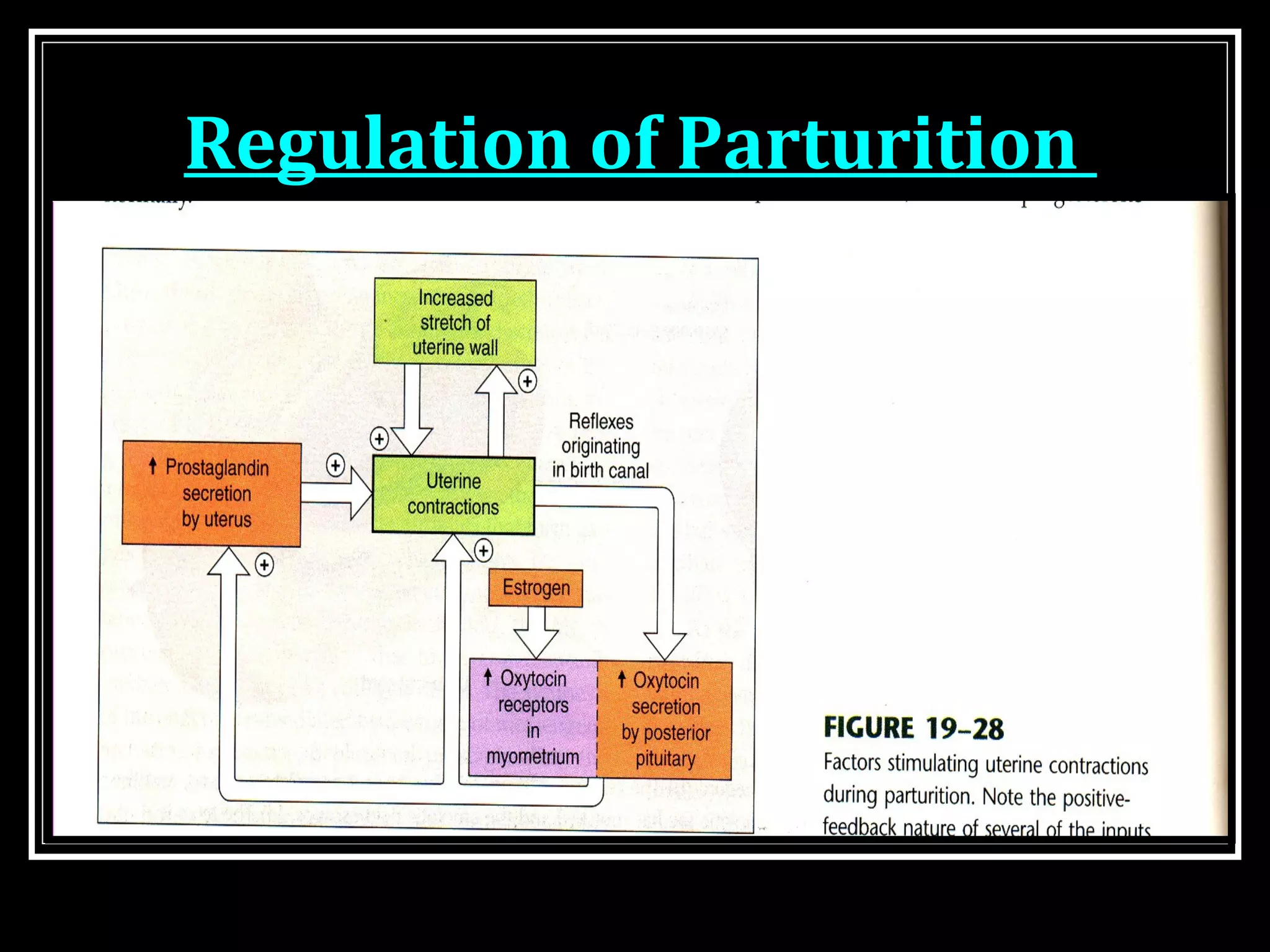 PLACENTA, PARTURITION AND LACTATION | PPT