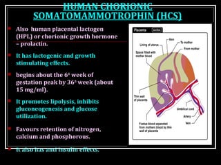 PLACENTA, PARTURITION AND LACTATION | PPT