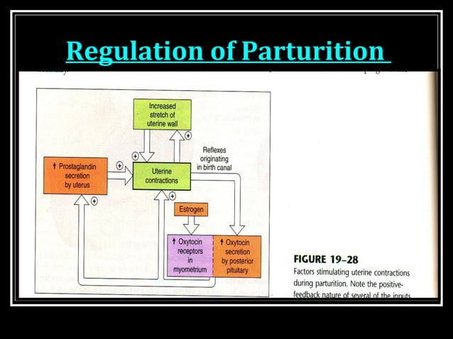 PLACENTA, PARTURITION AND LACTATION | PPT